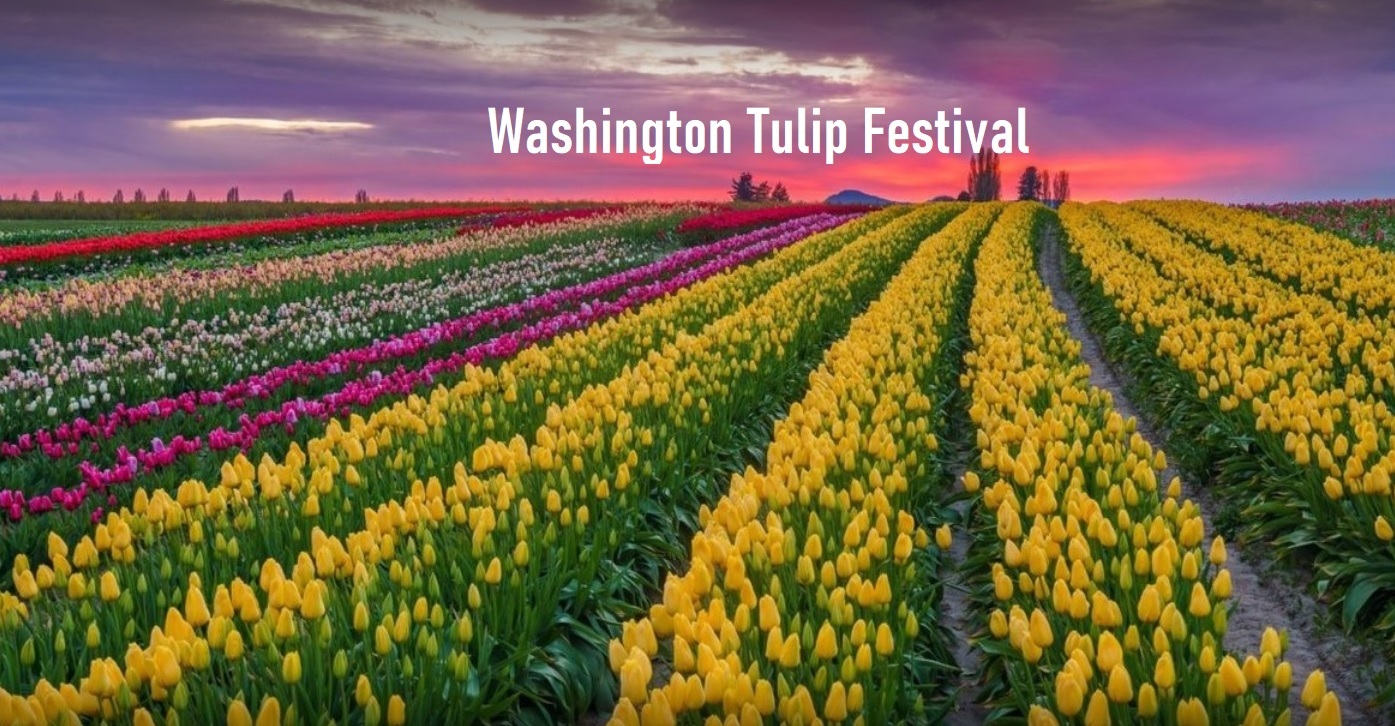 About Us - Skagit County Washington Tulip Festival