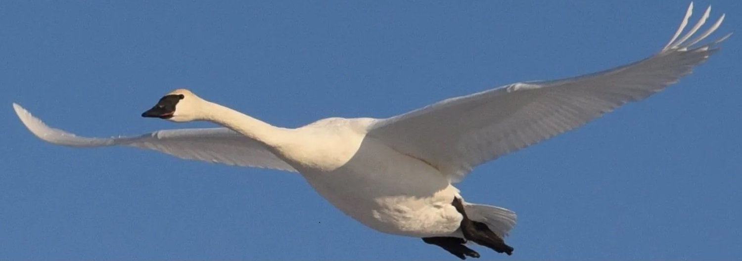 Experience the Magic of the Washington Tulip Festival with Majestic ...