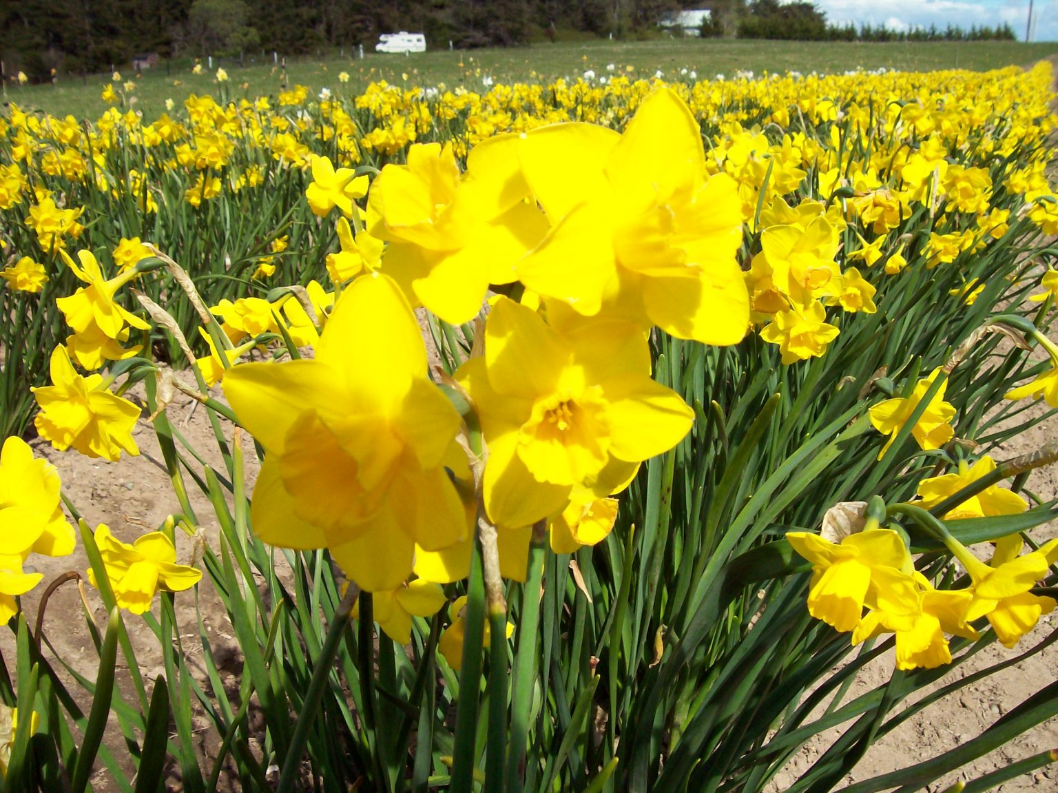 The Natural Spectacle of Skagit County: Daffodil Festival, Snow Geese ...