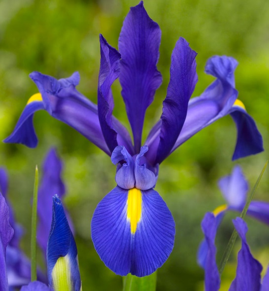 Skagit County Flower Growers: Honoring a Legacy of Color and Fragrance ...